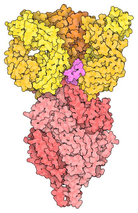 Pdb 101 Molecule Of The Month Rsv Fusion Glycoprotein