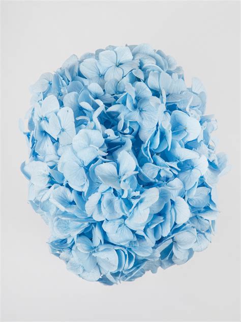 Гортензія широколиста стабілізована на гілці Verdissimo Hrt 0630 блакитна купити за ціною 1299