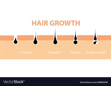 Hair Growth Cycle Skin Follicle Anatomy Anagen Vector Image
