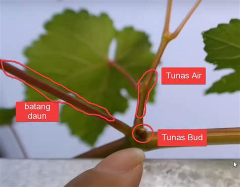 Perbedaan Tunas Air Dan Bud Pada Pohon Anggur Riset