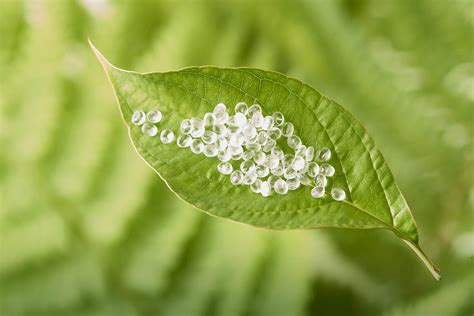 Polylactic Acid Monomer