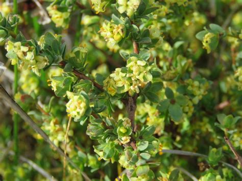 Pimelea Spinescens Subsp Spinescens 4 Victorian Volcanic Plains