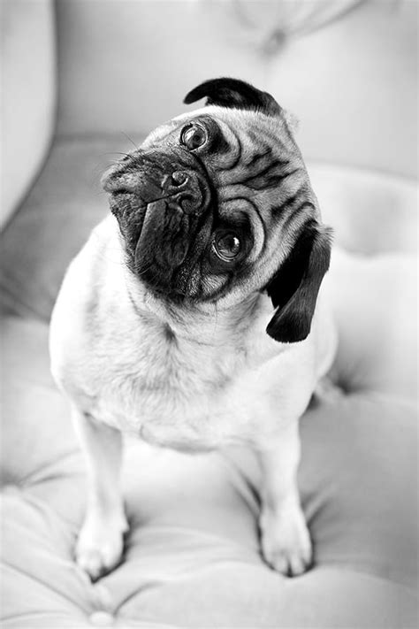 Meet Gizmo Our Foodie Pug Simply Happy Foodie