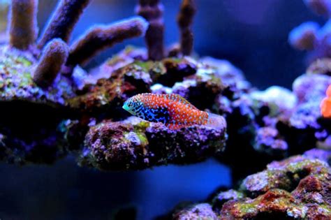 Premium Photo Blue Star Leopard Wrasse Macropharyngodon Bipartitus