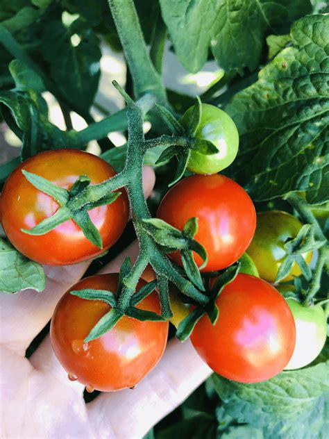 Tomato Cherry Tiny Tim Seeds Heirloom Seeds Canada