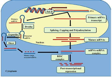 2 MiRNA Mediated Transcriptional Silencing The Process Of Gene