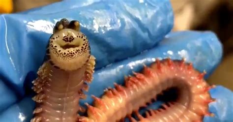 ¿tierno Y Horrible Gusano De Mar Que Parece Sonreír Enloquece Al Mundo