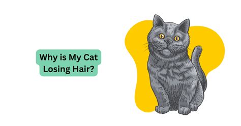 Furry Dilemma Why Is My Cat Losing Hair Waggle®