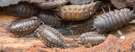 A Bug By Any Other Name Pill Bugs Roly Polies And Doodlebugs Moxie Pest Control
