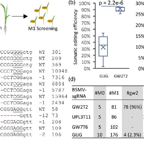 The Effects Of Mobile RNA Fusion On Gene Editing Efficiency Induced By