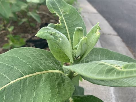 Monarch Joint Venture On Linkedin Monarchcaterpillar