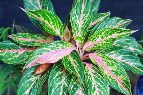 42 Aglaonema Varieties Chinese Evergreen For Your Plant Collection