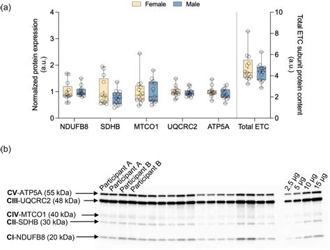 Biological Sex Does Not Impact Intrinsic Mitochondrial Respiration