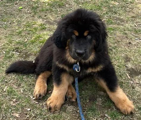 15 Photos Of Tibetan Mastiff Puppies That Make Everyones Heart Melt