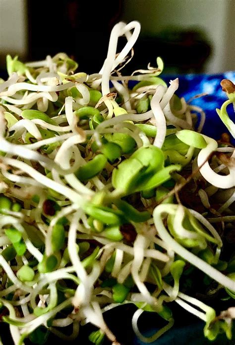 Radish Sprouts 20 Gms Khhet