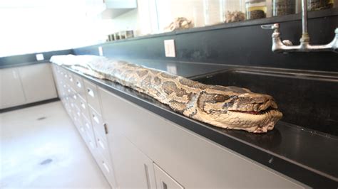 Record Sized Burmese Python Caught In Florida Covers 19 Feet