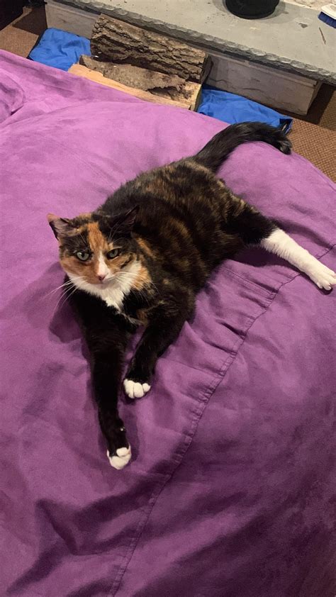 Its My Cake Day Heres My Cat Rcakeday
