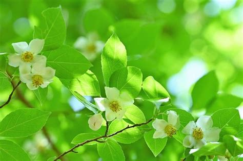 姫沙羅ヒメシャラ 空のいろ 花のいろ