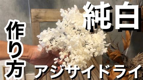 【アジサイの漂白】純白のアジサイドライの作り方 漂白剤を用意するだけ ️今回はアナベルのドライを真っ白にします☺️ 約2週間で出来ます