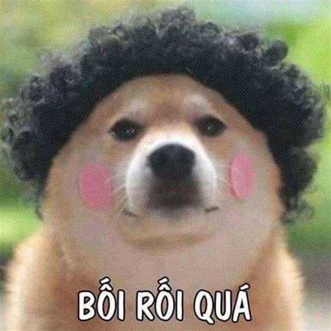 Cười Ngất Với Loạt 381 Meme Chó Cute Dễ Thương Hài Hước