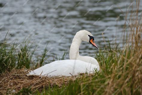 Premium Photo Mute Swan On The Nest Cygnus Olor