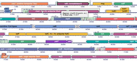 Pseudomonas Aeruginosa Genome Databases