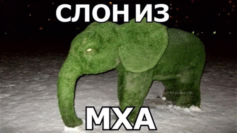 СЛОН ИЗ МХА Youtube