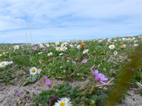 Biodiversity Loss The Uks International Obligations