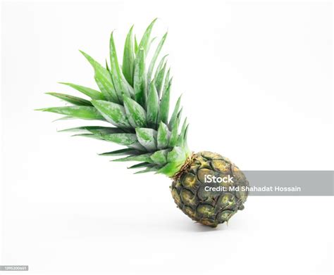 흰색 배경에 고립 된 전체 파인애플 0명에 대한 스톡 사진 및 기타 이미지 0명 과일 날것 Istock
