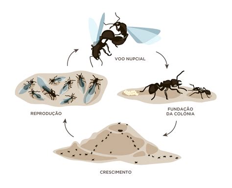 O ciclo de vida das colónias de formigas