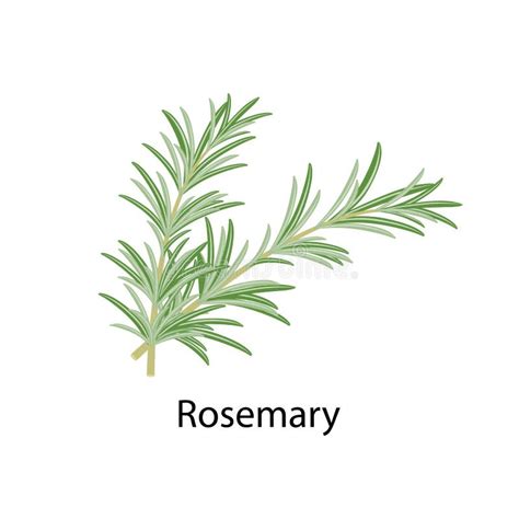 Rosmarin Stock Illustrationen Vektoren And Kliparts 12099 Stock