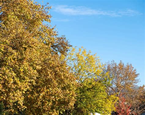 Plane Leaf Maple Deciduous Tree With Fresh And Dry Falling Foliage
