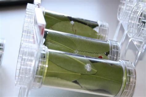 Insecticides Efficacy Testing Pt18 Entomology Testing Laboratory