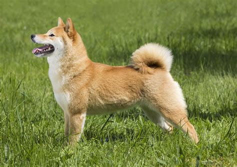Hunderassen De Shiba Inu