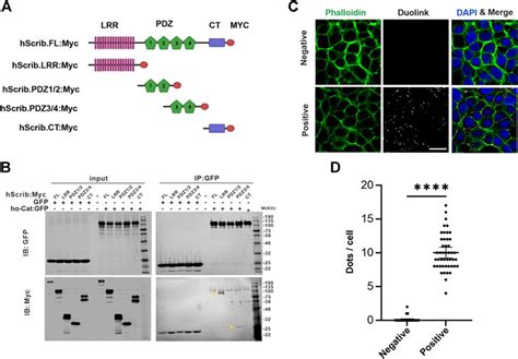 Frontiers Scribble And Catenin Cooperatively Regulate Epithelial