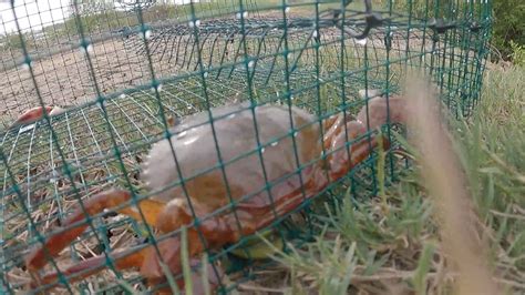 MEMBUAT BUBU KEPITING DENGAN KAWAT SEGI 4 YouTube
