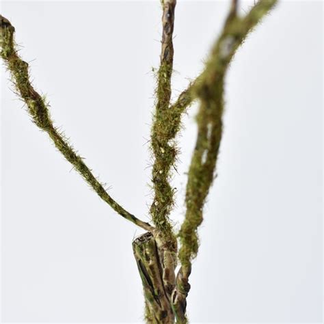 Twig Branch Etsy