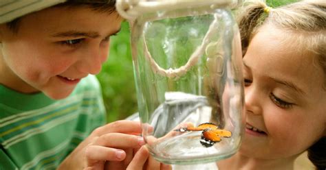 How Fast Do Butterflies Decompose Insects Authority