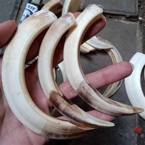 Jual Taring Babi Hutan Asli 100 Mentahan Di Seller Kingyo Cengkareng