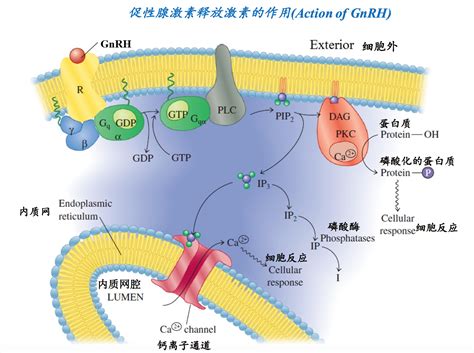 7 2 2蛋白质激酶C系统 The PKC System Sam Note