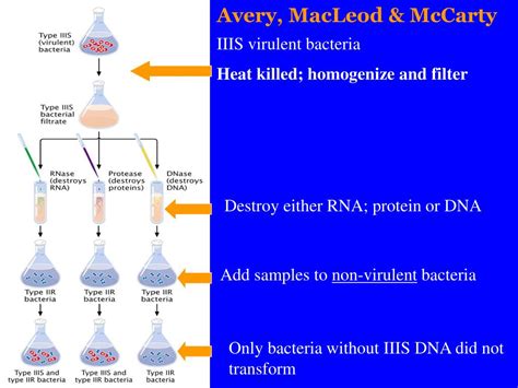 Ppt Dna The Chemical Nature Of The Gene Chapter Powerpoint