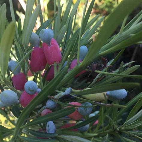 Podocarpus Macrophyllus