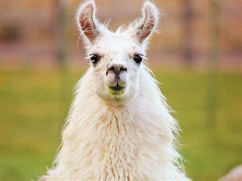 Therapy Llamas At Stanford University
