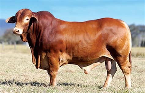 Semex Beef 2023 All Breeds Catalogue Australia By Semex Issuu