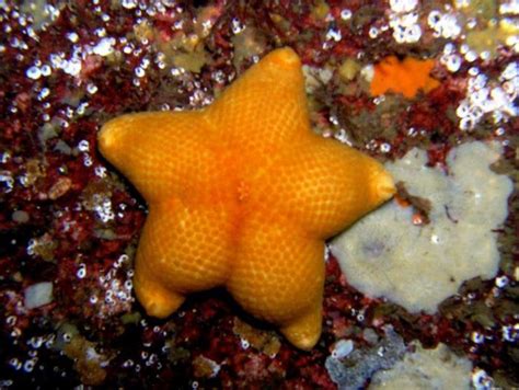 Psbattle This Starfish With A Butt Rphotoshopbattles