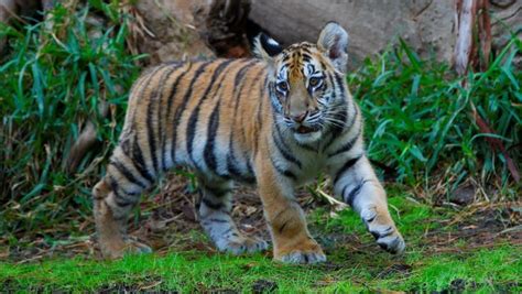 The Tiger King 2019 The Parody Wiki Fandom