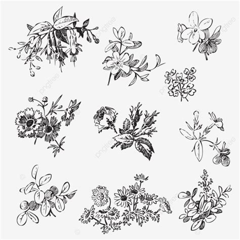 White Flower Isolated Vector Art PNG Meadow Flower And Leaf Set Vector