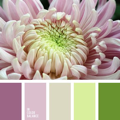 розовый ранункулюс | IN COLOR BALANCE
