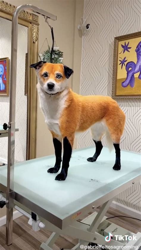 Dog That Looks Like Other Animals