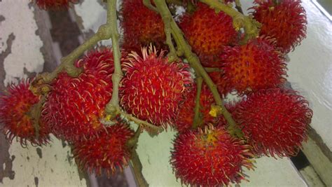In Pinays Footsteps Red Rambutan